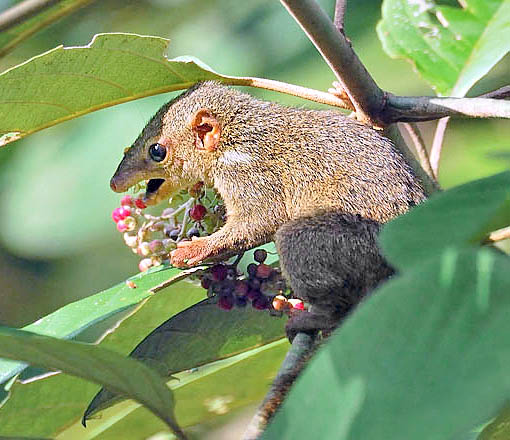 Los Animales...De Todo El Mundo... Y El Ecosistema: ANIMALES DE ASIA...