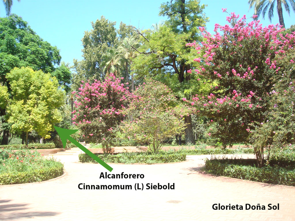 elarbolmiamigo-encinarosa: Árbol del alcanfor / Alcanforero ...