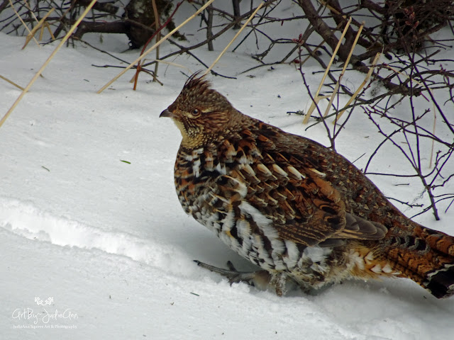 Birds In Winter Ruffed Grouse 7 Photos + Video - ArtByJudieAnn