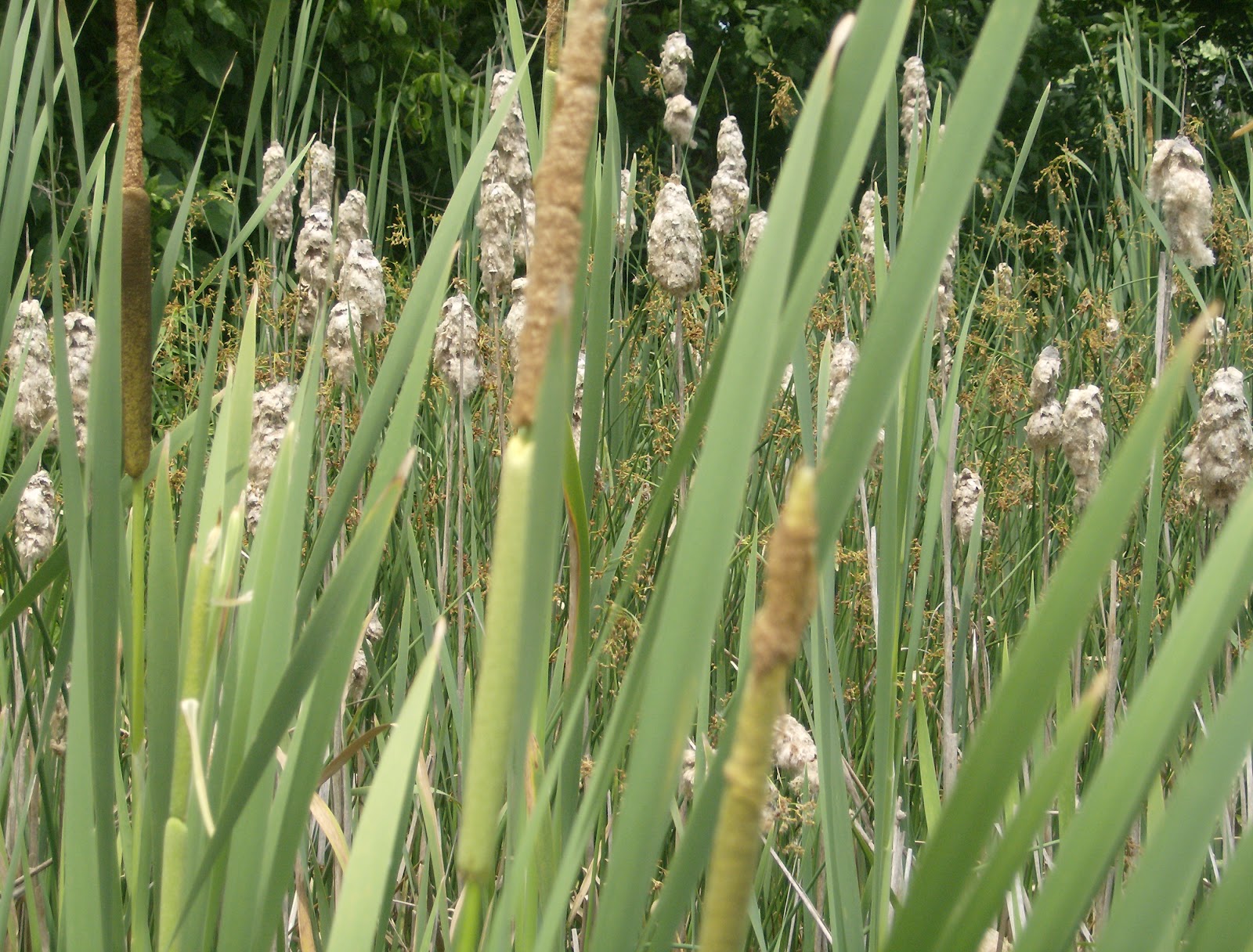 A Homesteading Heart: The Amazing Cattail