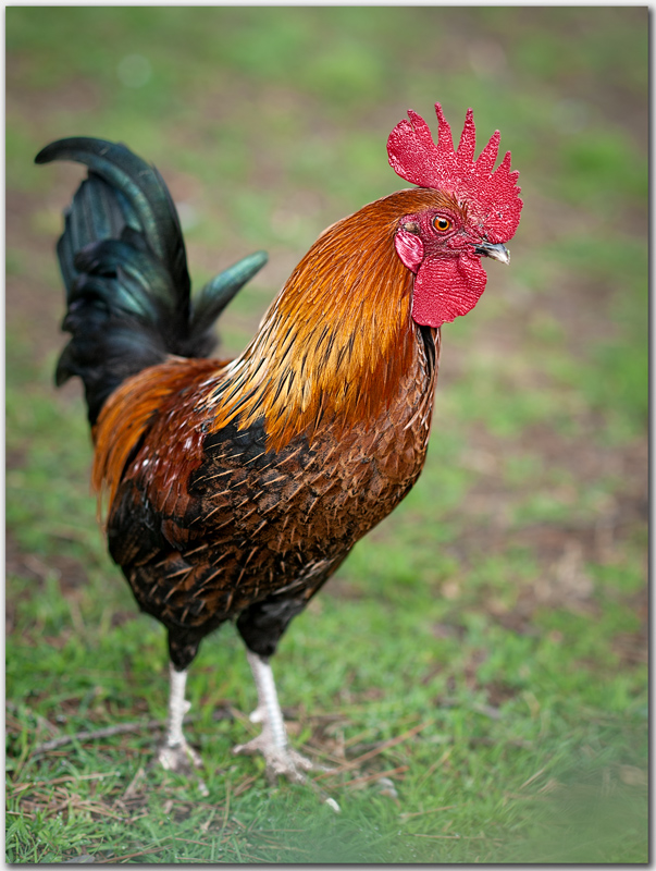 Miggrado: Gallus gallus domesticus