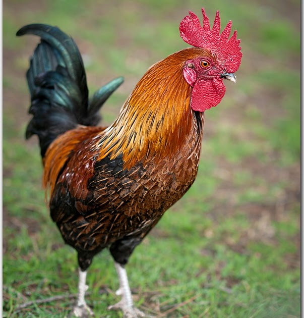 Miggrado: Gallus gallus domesticus