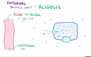 Tutor's Notes: general, cardiovascular, respiratory and renal ...