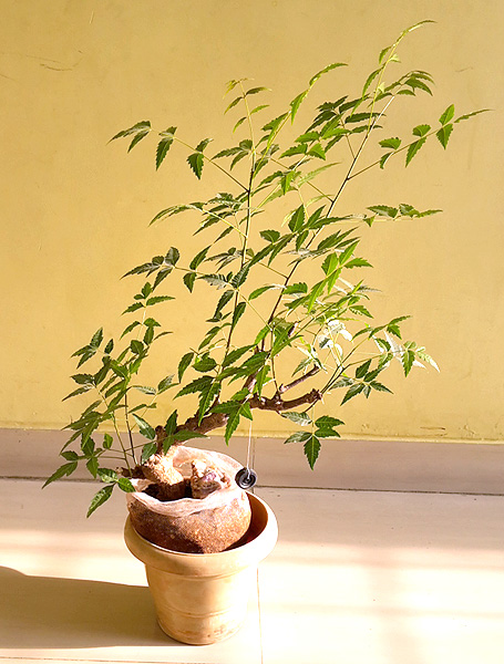 Instant - Bonsai - For - Everyone: Neem Tree 1