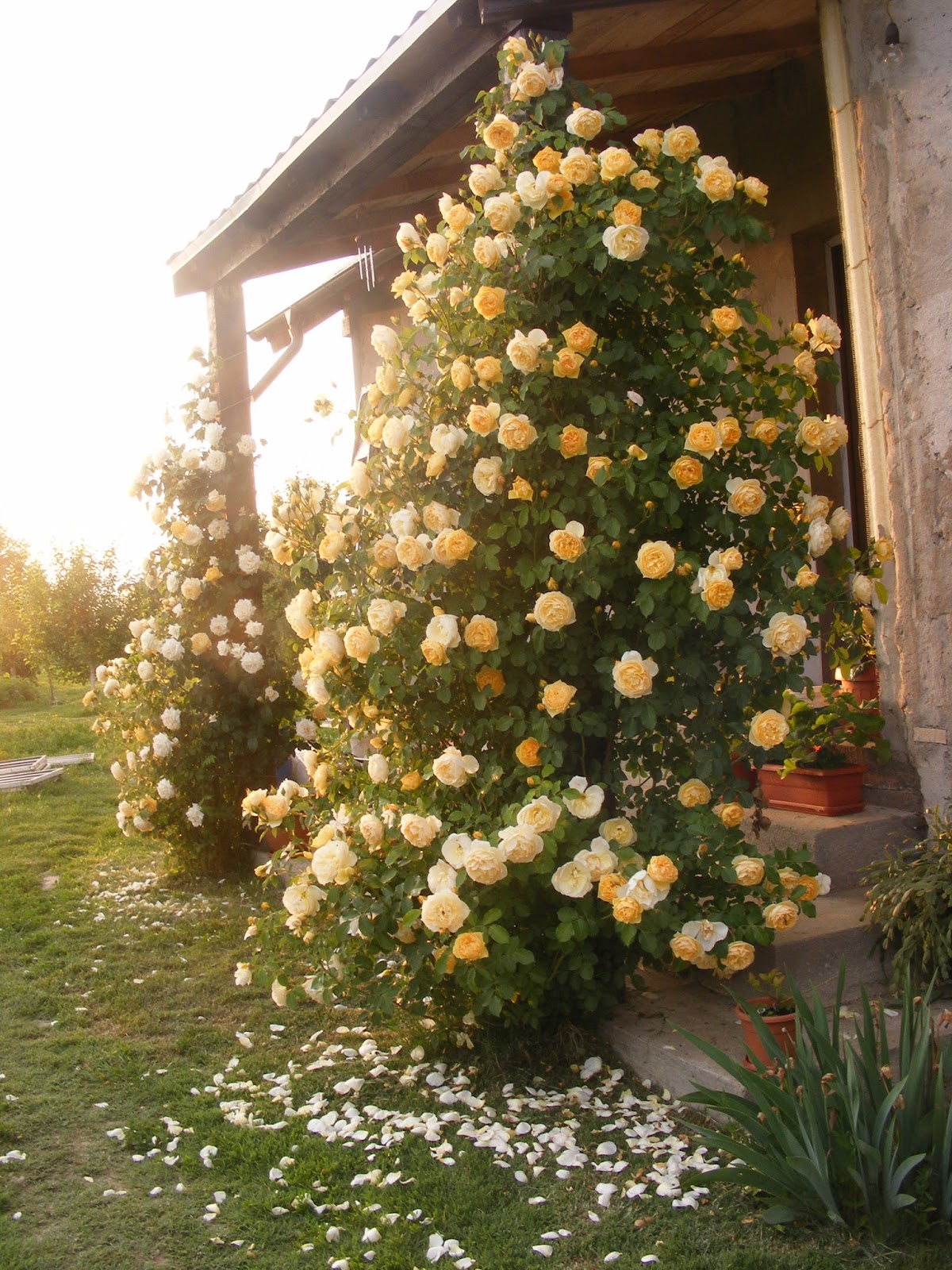 hand made: Butasirea trandafirilor