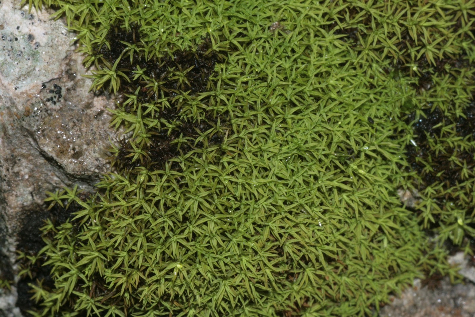 Trichostomum Jamaicense: A Remarkable Moss with Unique Characteristics ...