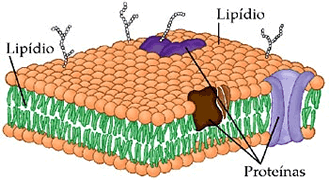Entendendo as Células: A membrana plasmática