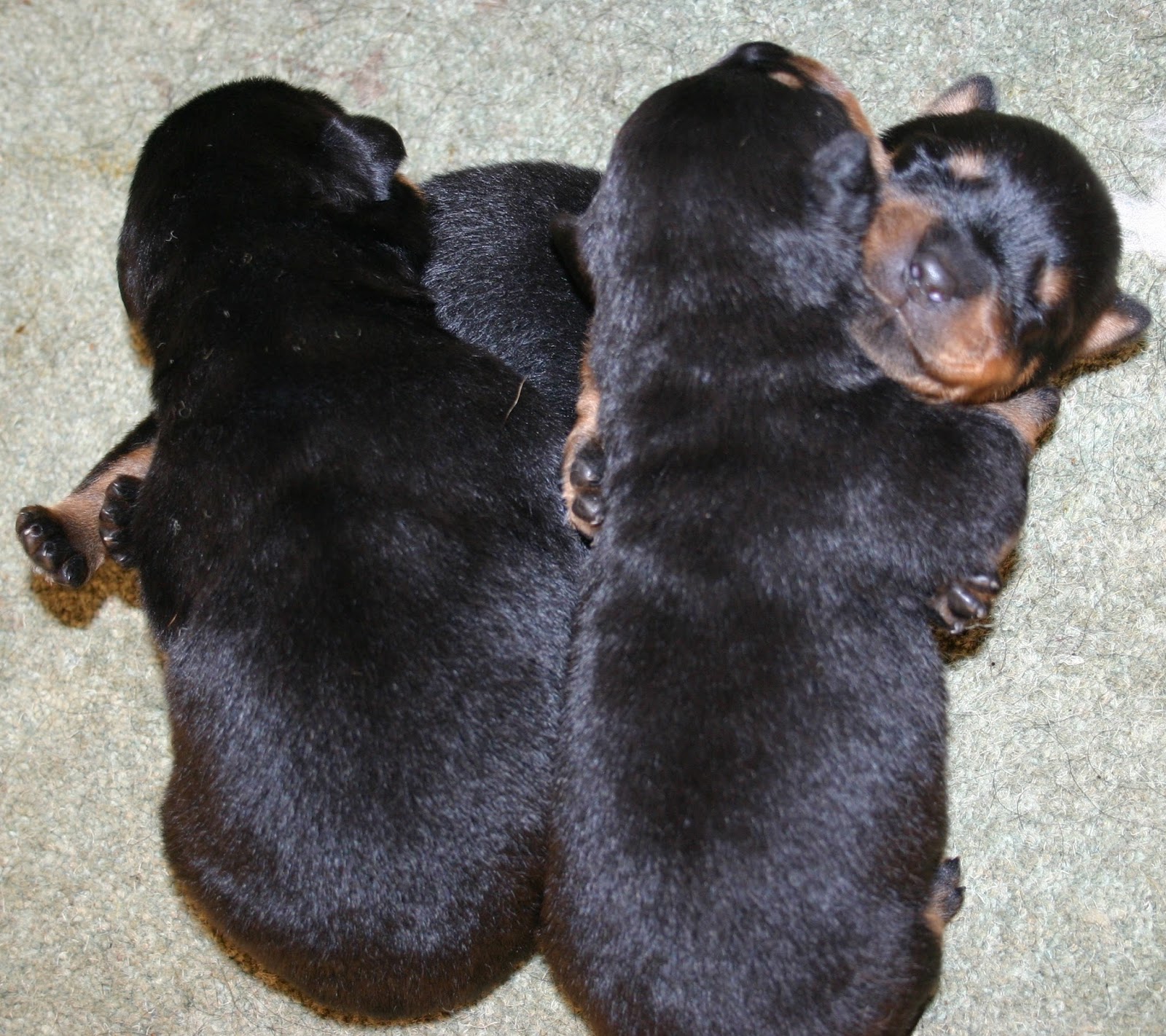 Doodle Dogs' Puppies: Cuddles