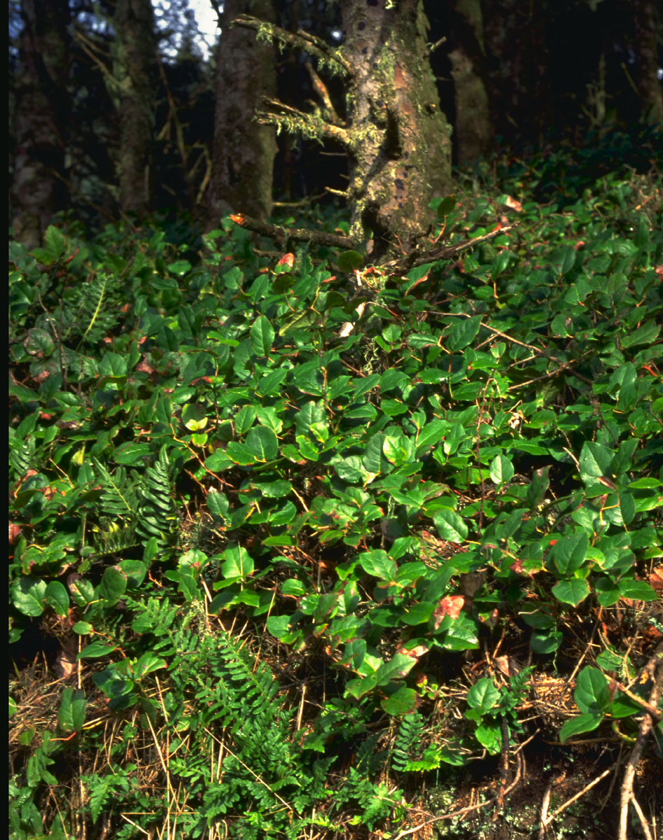 Temperate Climate Permaculture: Permaculture Plants: Salal or Shallon