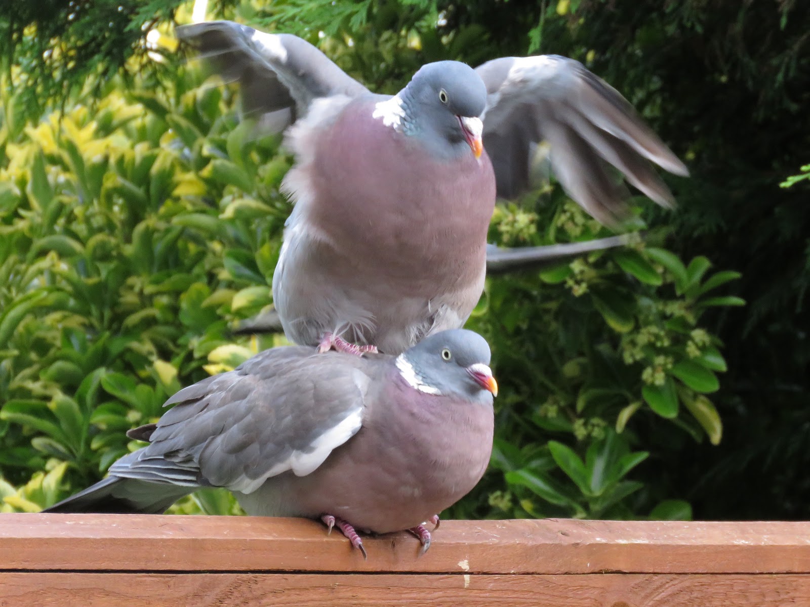 The Rattling Crow: Woodpigeon mating