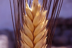 Buğday ile ilgili atasözleri ve anlamları - Laf Sözlük