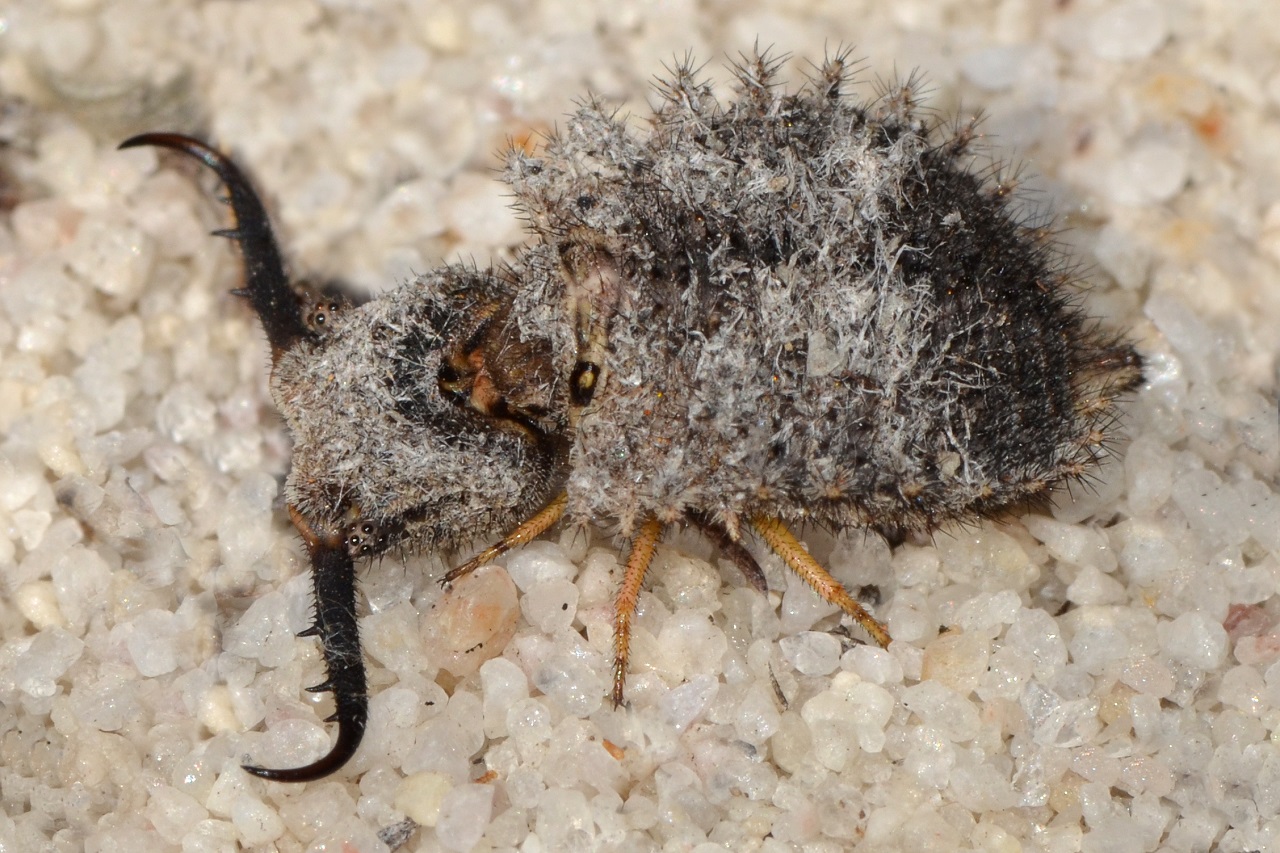 Real Monstrosities: Owlfly