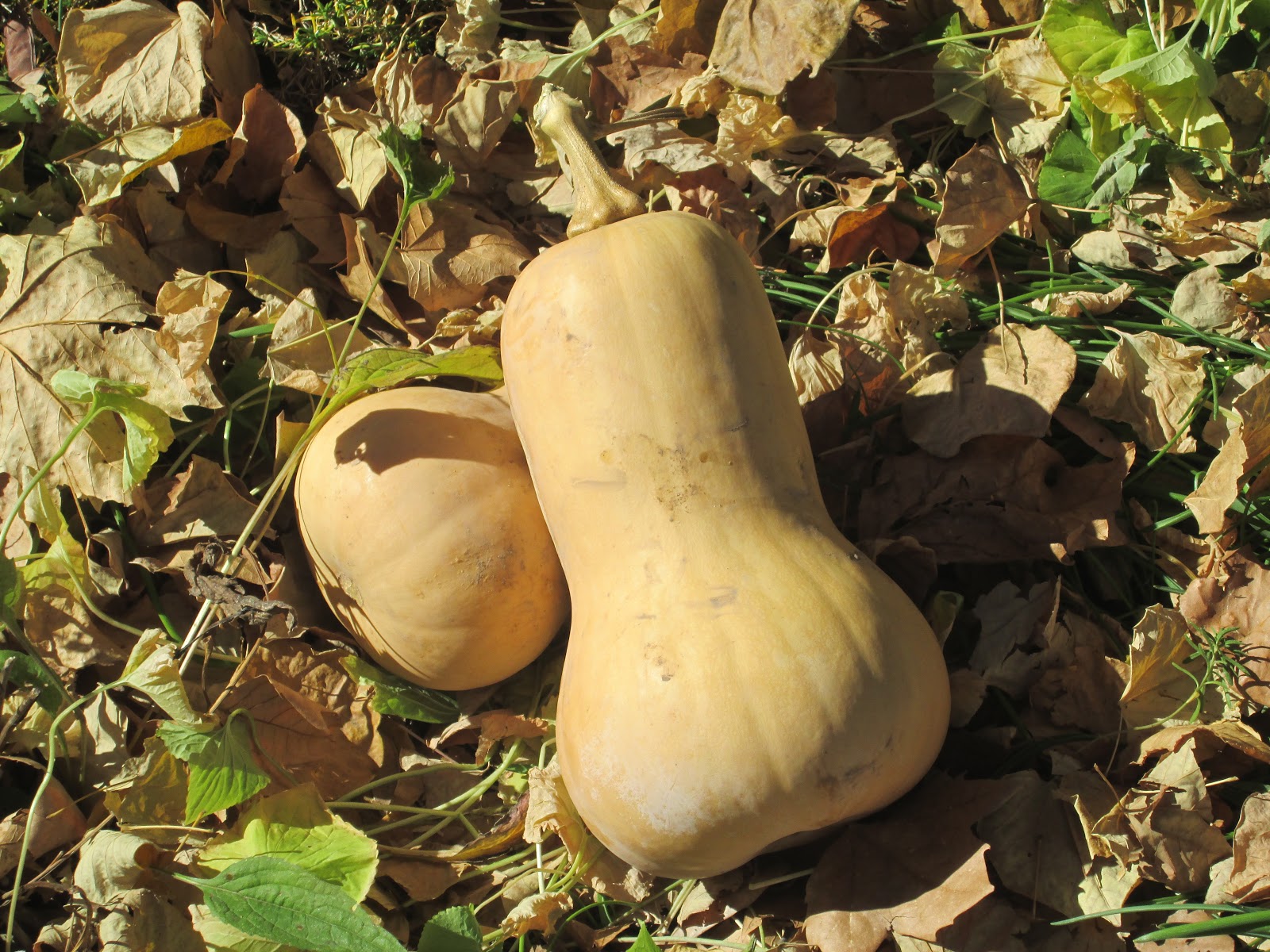 CALABAZA COCIDA-Winter Squash | mmmm...Cuba