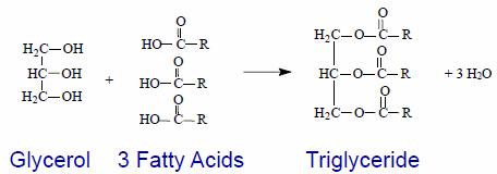 Biyomoleküllere Giriş (Tıbbî Biyoloji ve Genetik Ders Notları)