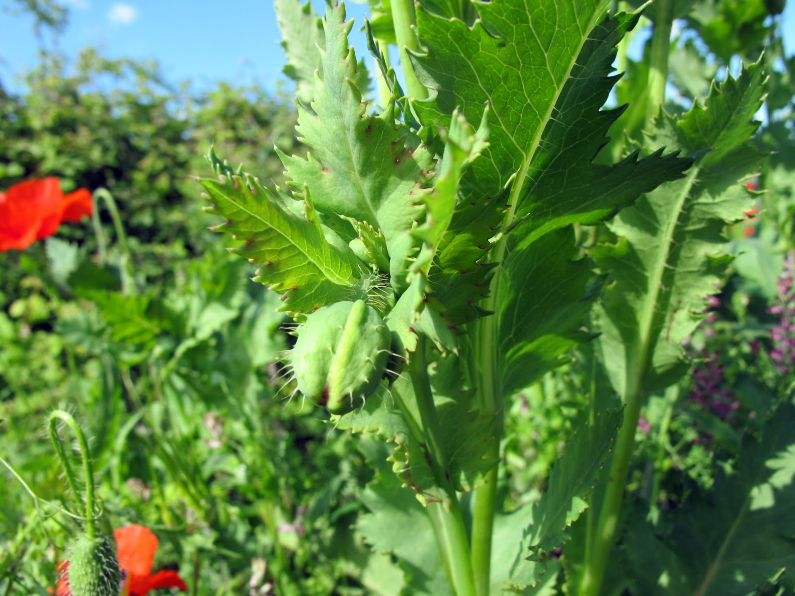 FLORA NEL SALENTO e.. anche altrove: Papaver somniferum L ...