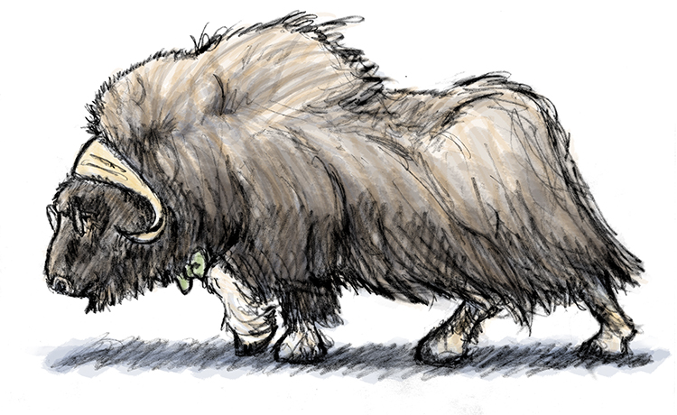 Barclay-Studio: Bow Tie Guy of the Day: Musk Ox