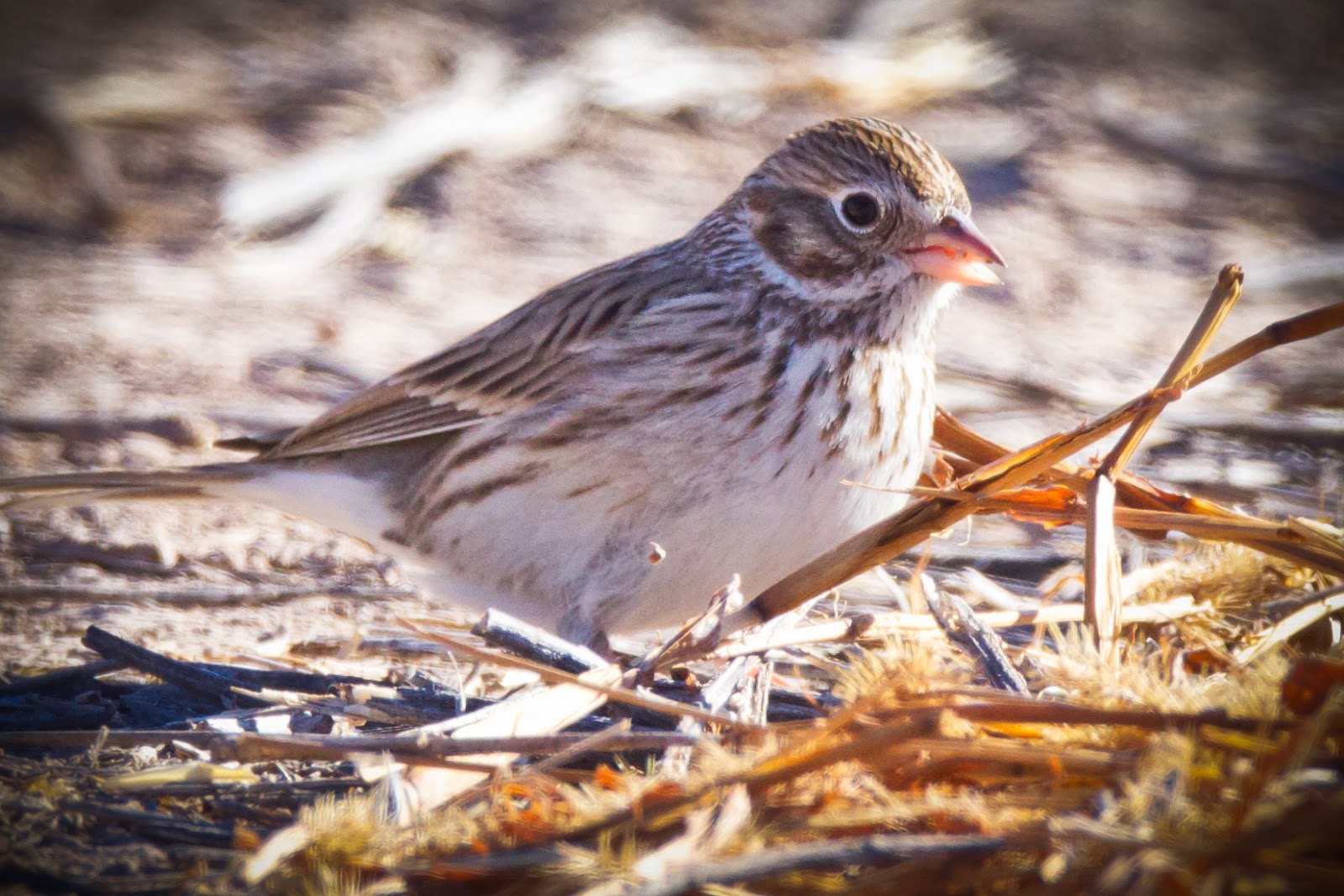 Feather Tailed Stories: Lincoln’s Sparrow