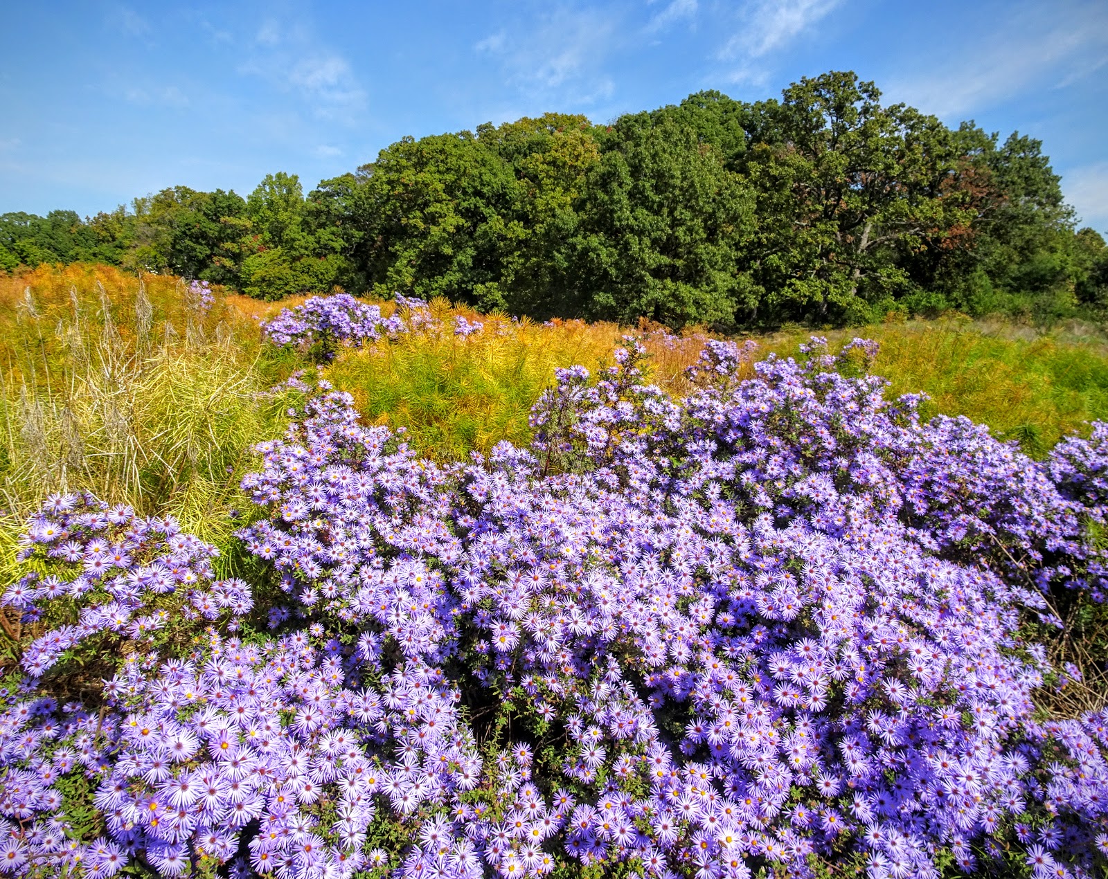 Love, Joy and Peas: Autumn Asters, Honey Bee and Capitol Columns at US ...
