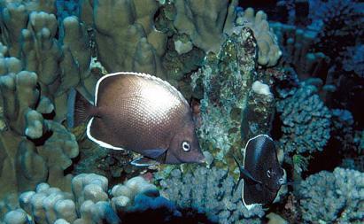 D' Ocean Aquarium: Ikan Kepe kepe (Butterfly Fish)