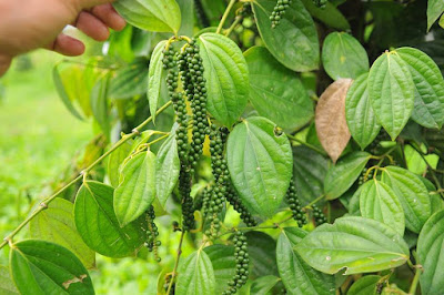 Berkebun Sebagai Hobi: Pokok lada hitam | Piper nigrum