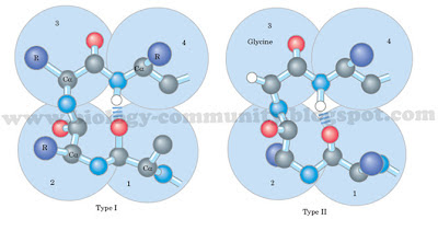 Pengertian Struktur dan Fungsi Protein ~ Kang Biology