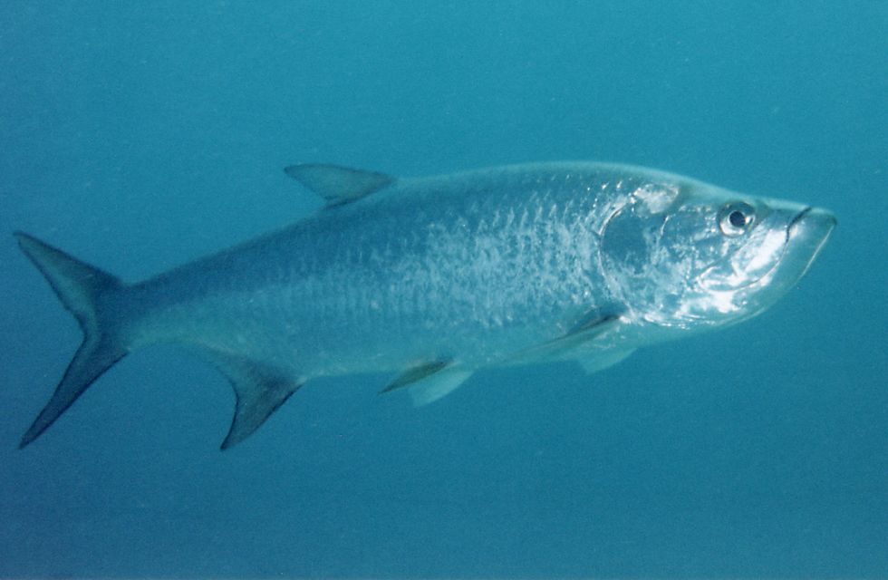 All Fun Here: Tarpon - World's Best Fish