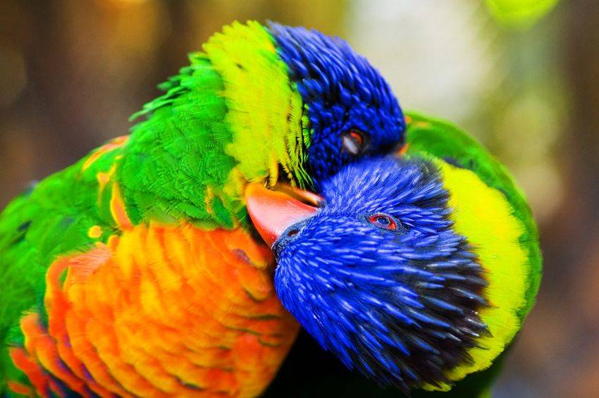 Amazing World Fun Beautiful Colorful Birds Nature amazing-world-fun-beautiful-colorful-birds-nature