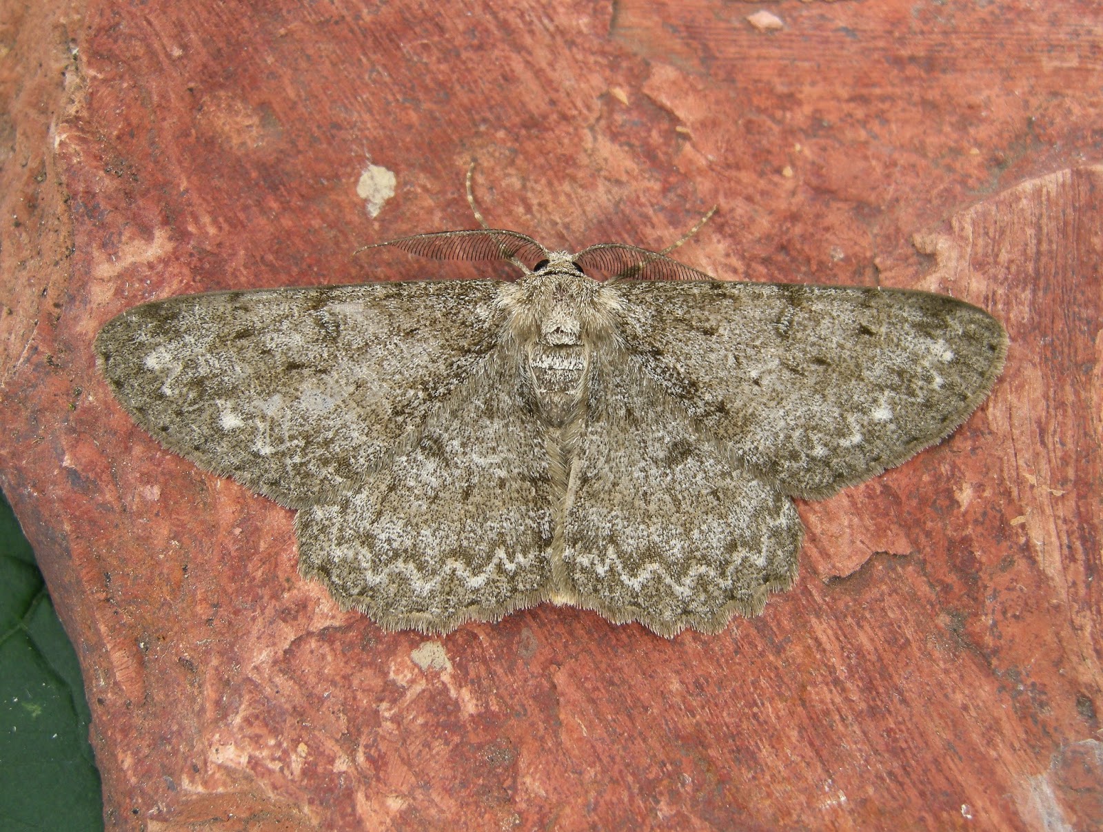 Garden Moths, 1999 to 2020