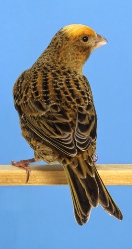 LOS CANARIOS DE POSTURA: Canarios de Diseño