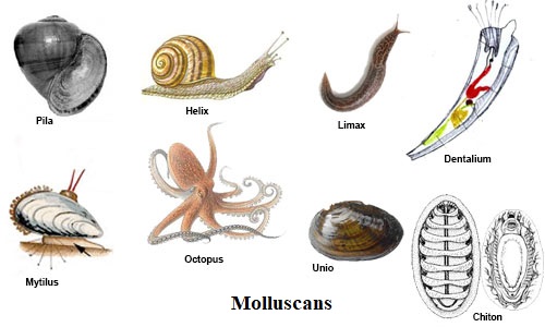 Biology notes of 11th &12th class : Biology Blog