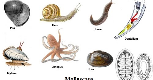 Biology Notes for Class11th, 12th, and NEET : Biology Blog: What are ...
