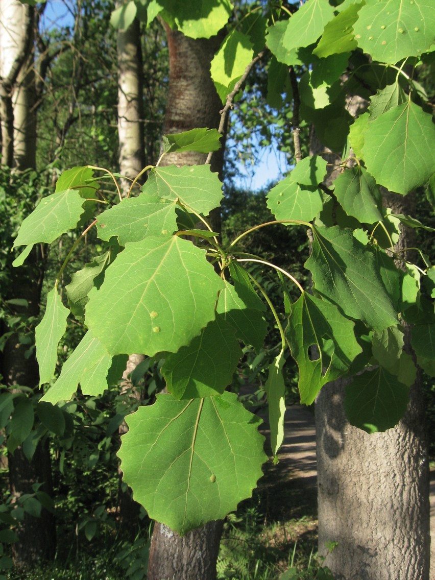 Retkiä kasvimaailmaan: Haapa