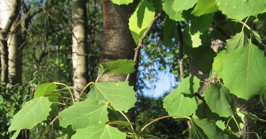 Retkiä kasvimaailmaan: Haapa