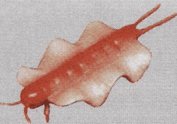 mitologias y leyendas del mundo: rods o ebanis (aves o insectos de seis ...