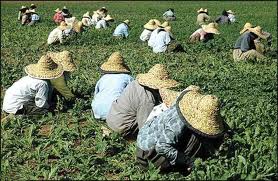 World rices: The agriculture in Iran