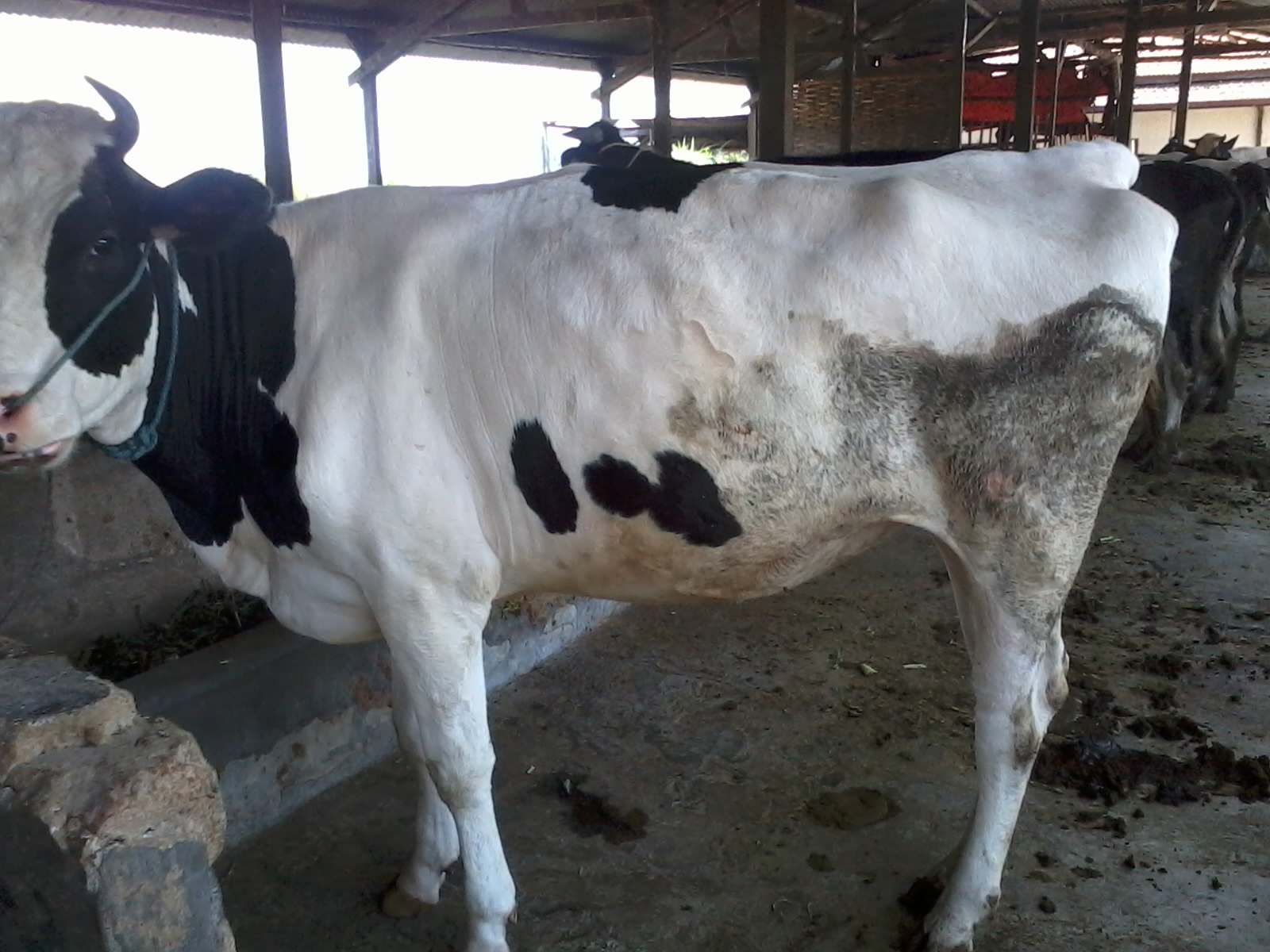 Jual Alat Peternakan dan Kesehatan Hewan: Sapi Perah