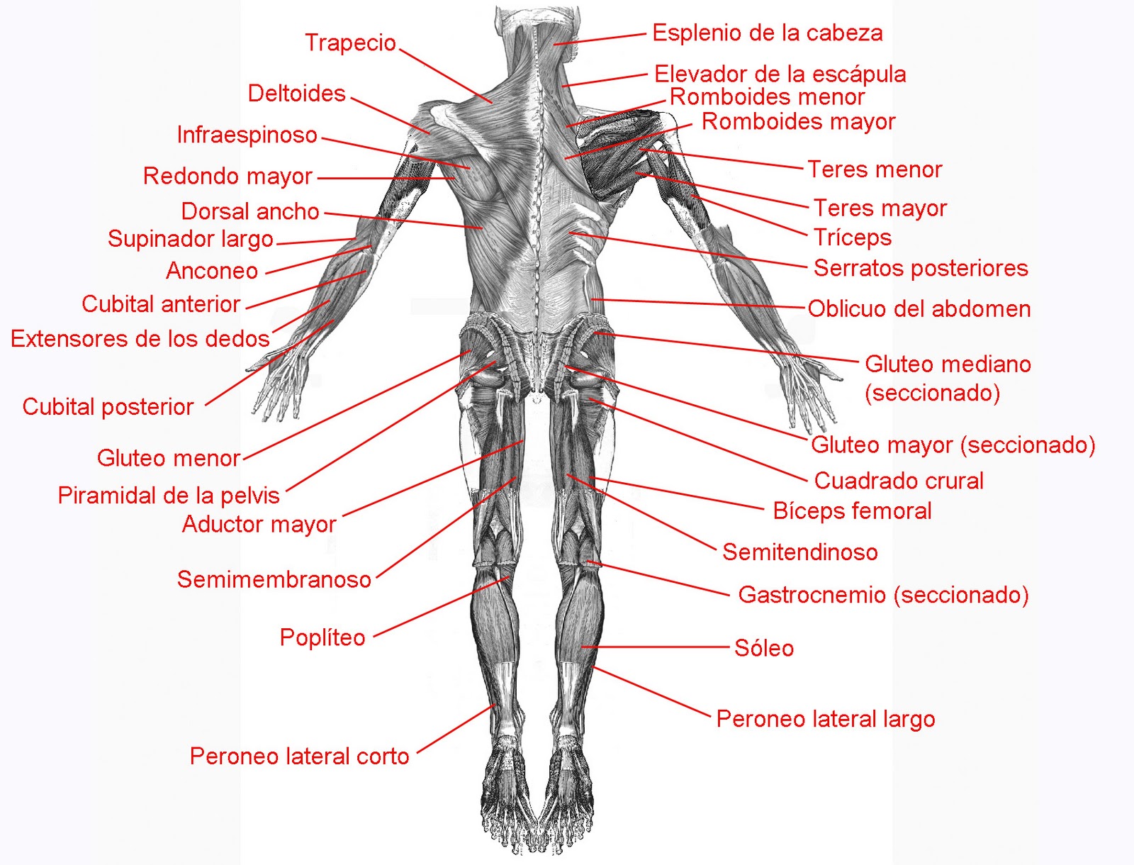 Imágenes del sistema locomotor - Imagui