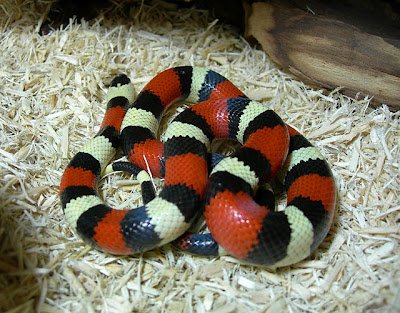 serpiente de coral(coralillo)