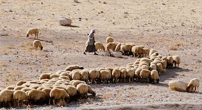 Losing sight of Jethro's sheep: Moses in Midian