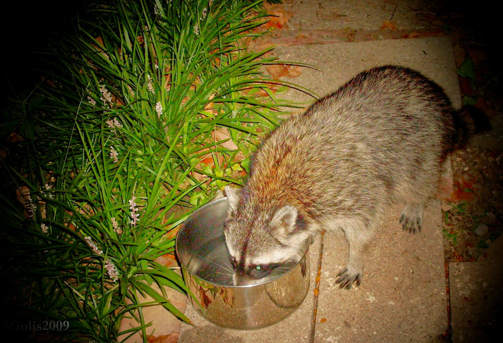 Yard and Garden Secrets: Raccoon Removal Tips for Yards