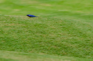 See What I See: A bluebird