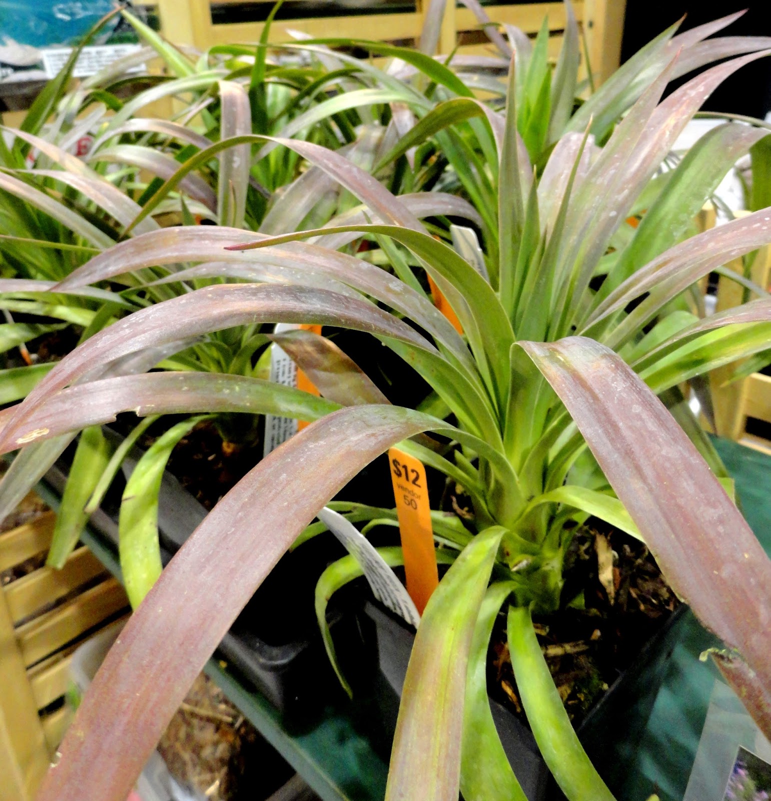 danger garden: I almost forgot…I bought some plants!