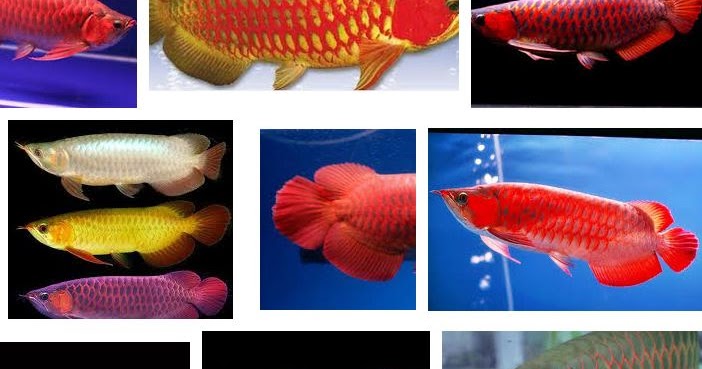 Ciri-ciri Arwana Super Red yang Bagus untuk Dipelihara Terbaru 2020 ...