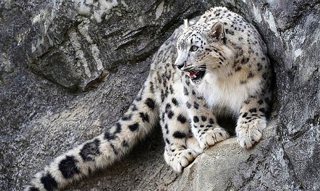 White Wolf : Snow Leopards can roar: Rare footage reveals the amazing ...