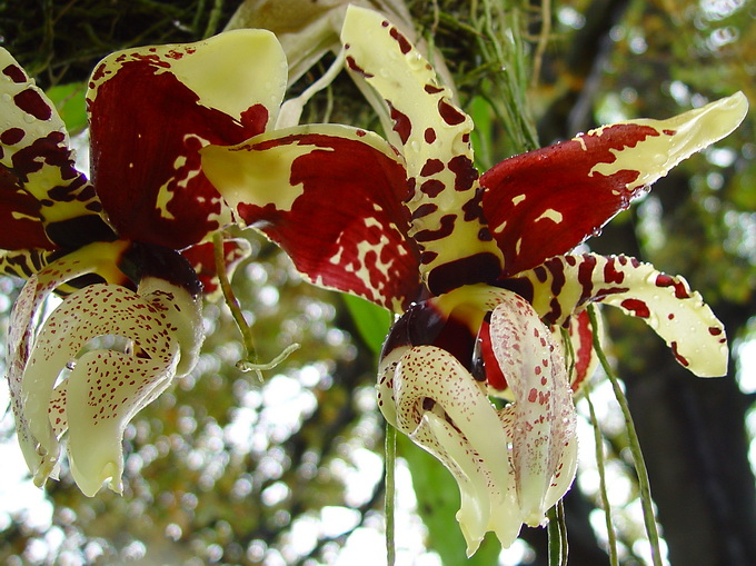 Stanhopea tigrina care and culture | Travaldo's blog