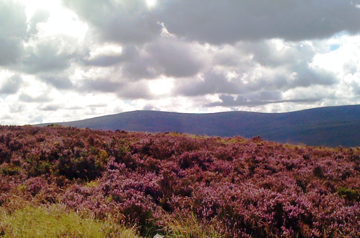 Louise Phillips Writer: The Wild Heather is a blazing!