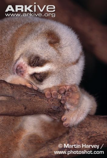 Happy Hootenanny: S is for Slow Loris