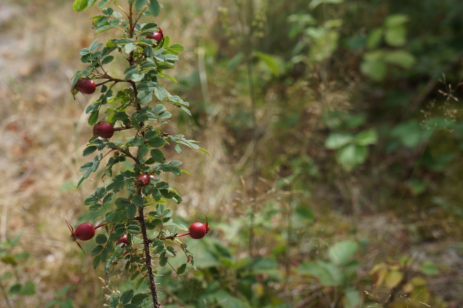 Photos choisies: Cynorhodon