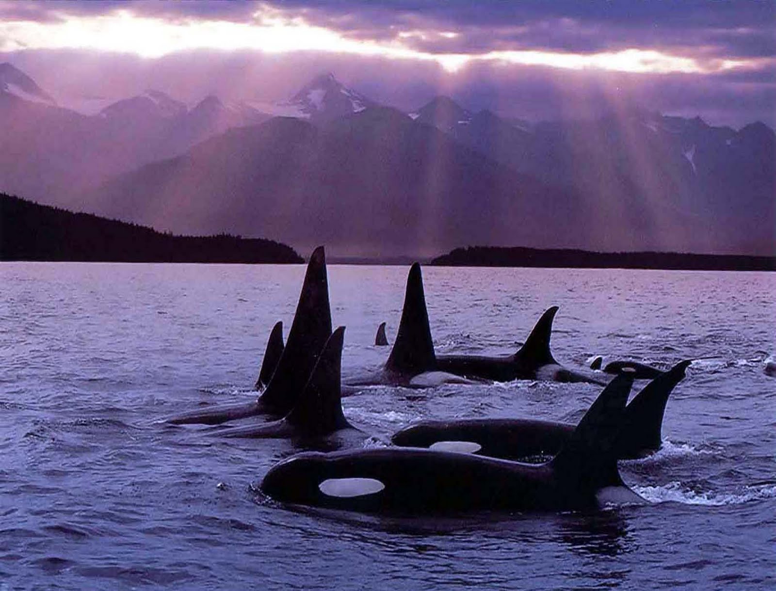 The Other Side: 10 things that I love: #8: The Orca
