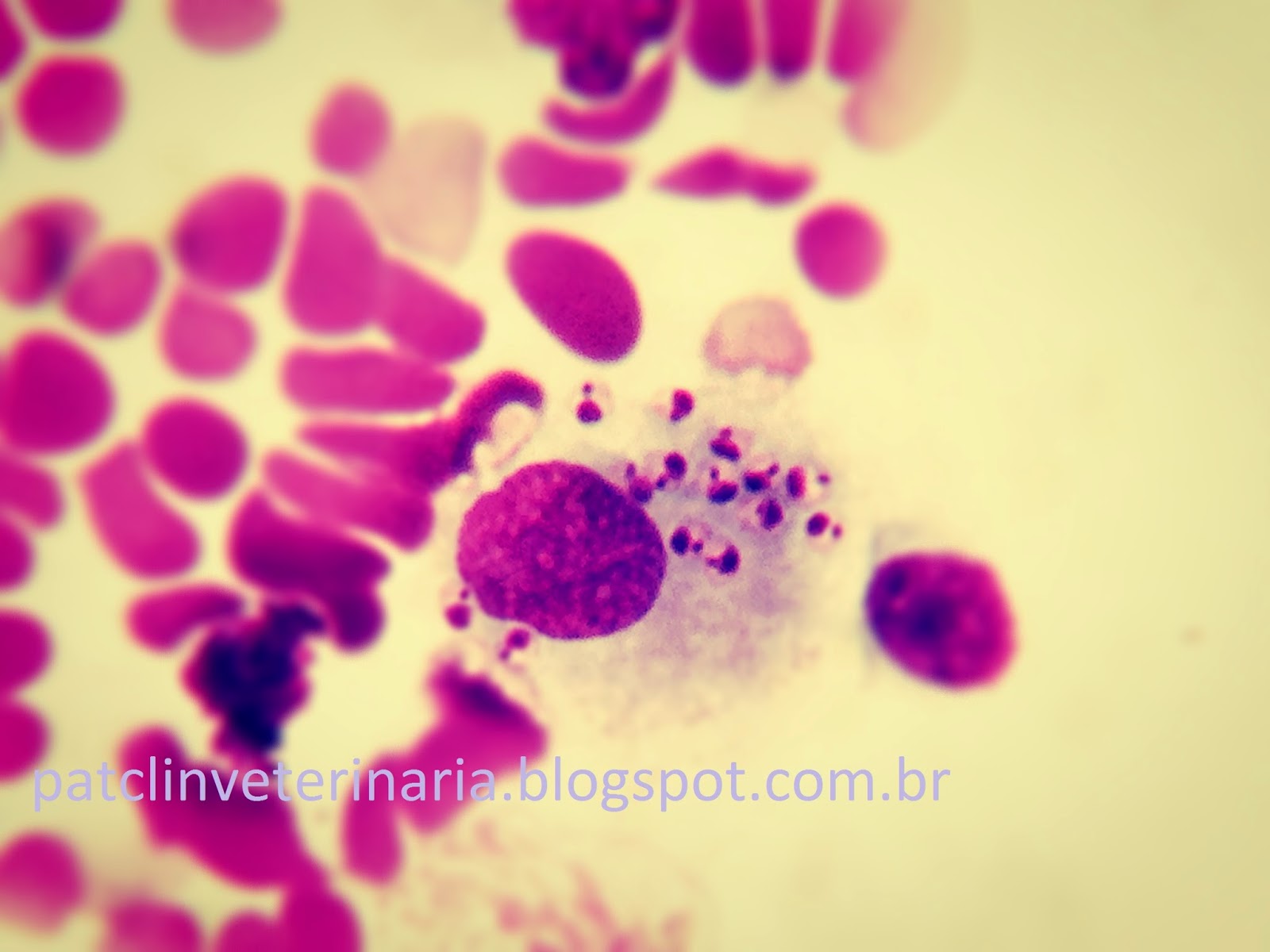 PATOLOGIA CLÍNICA VETERINÁRIA: Amastigotas de Leishmania spp. em sangue ...